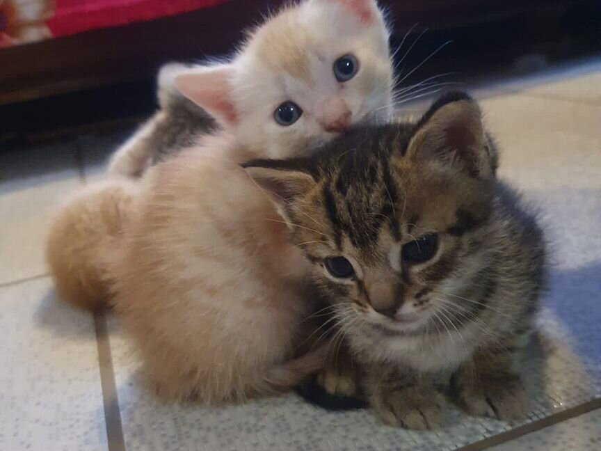 Котята в добрые руки, рыжий и серый