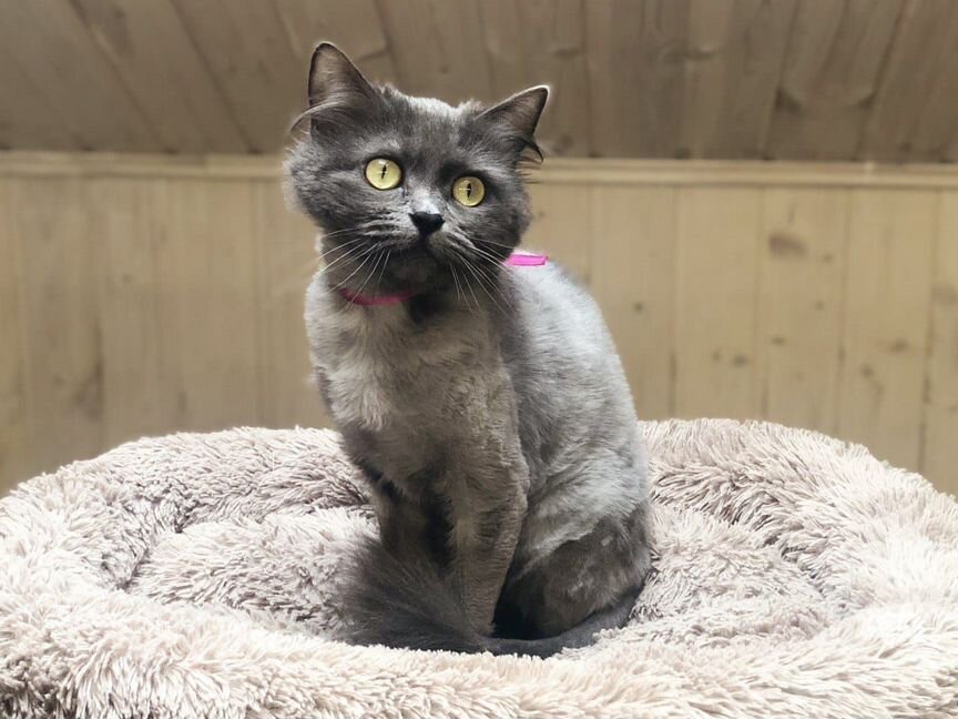 Кошка Афина