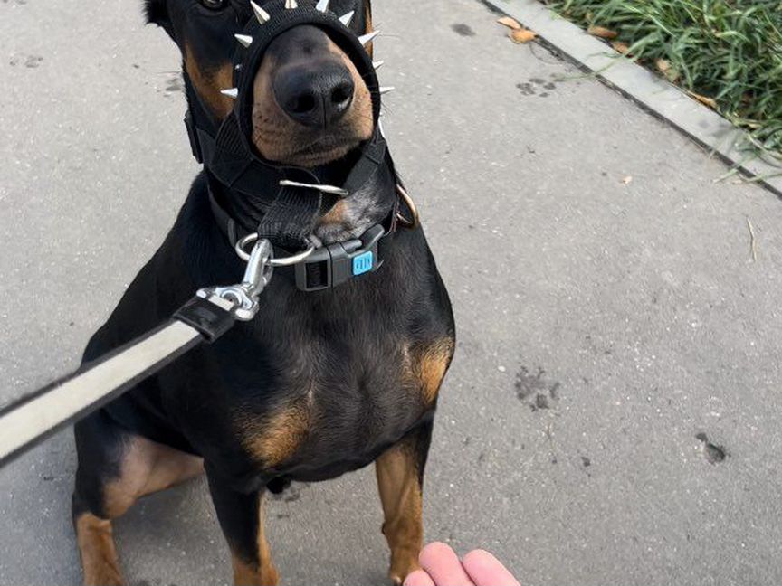 Немецкий пинчер