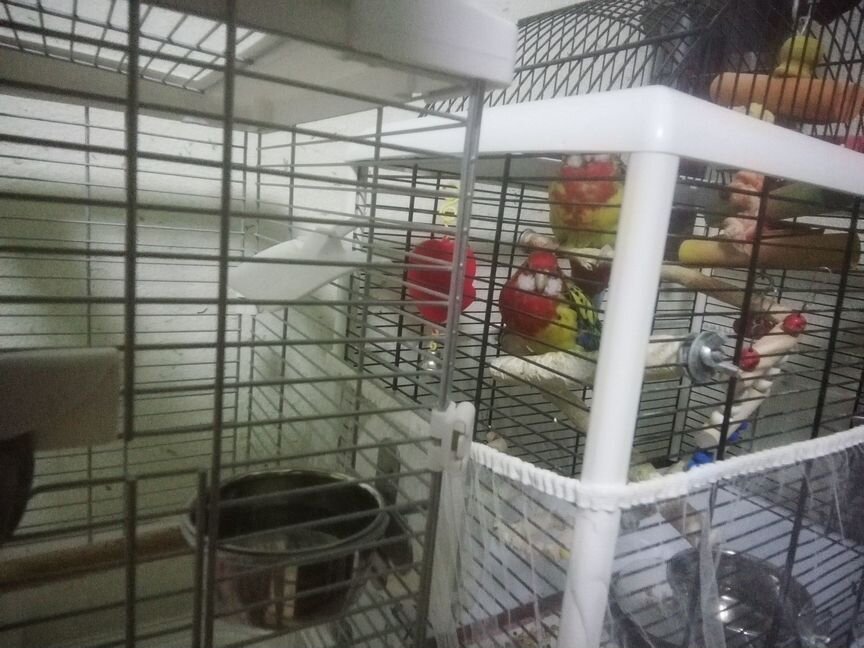Продам двух Розелл