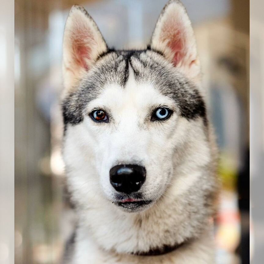 Неземной красоты хаски Юджин в добрые руки