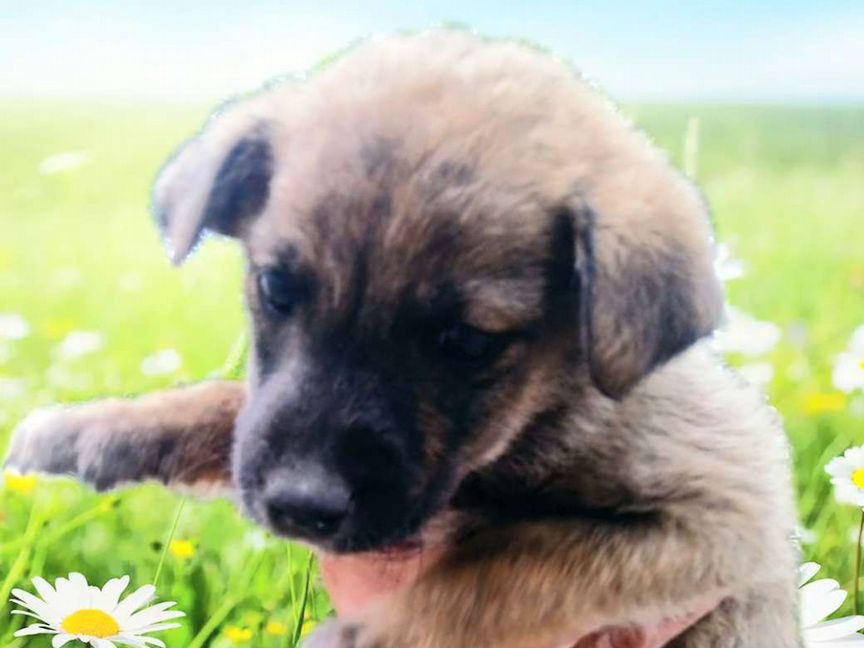 Собачка щенок крупная девчуля охранник