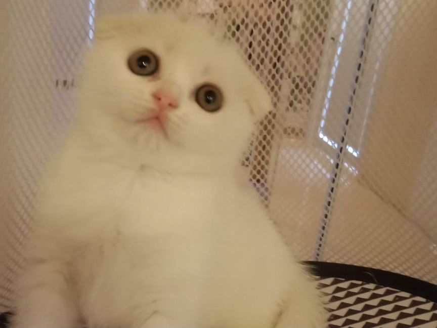 Шотландские котята