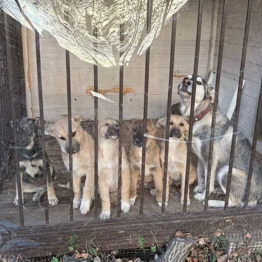 Щенок в добрые руки