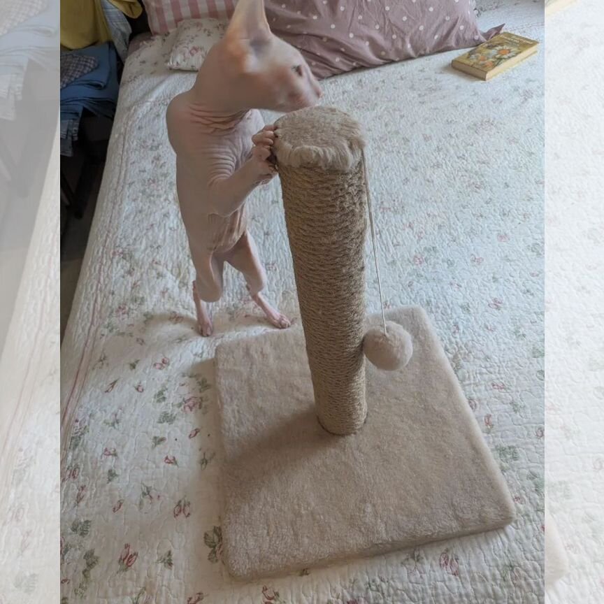 Когтеточка для кошек бу