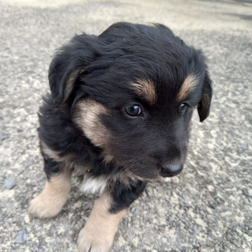 Кудрявая девочка 1,5 мес. Будет среднего размера