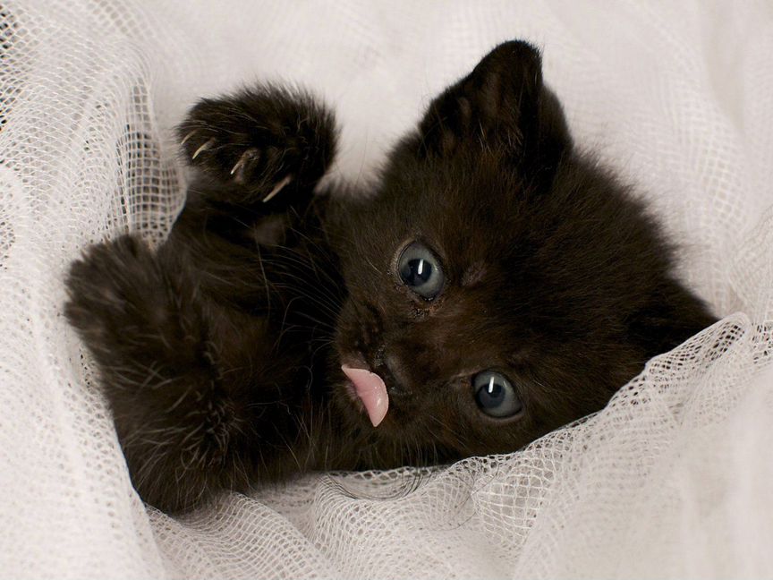 Котенок мальчик для самых добрых