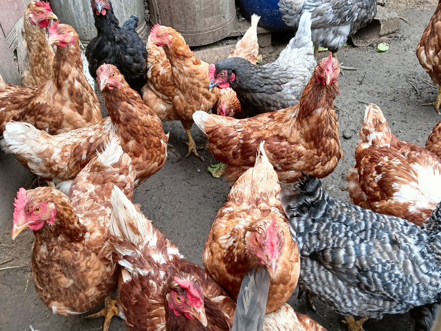 Куры несушки ломан браун, доминанта