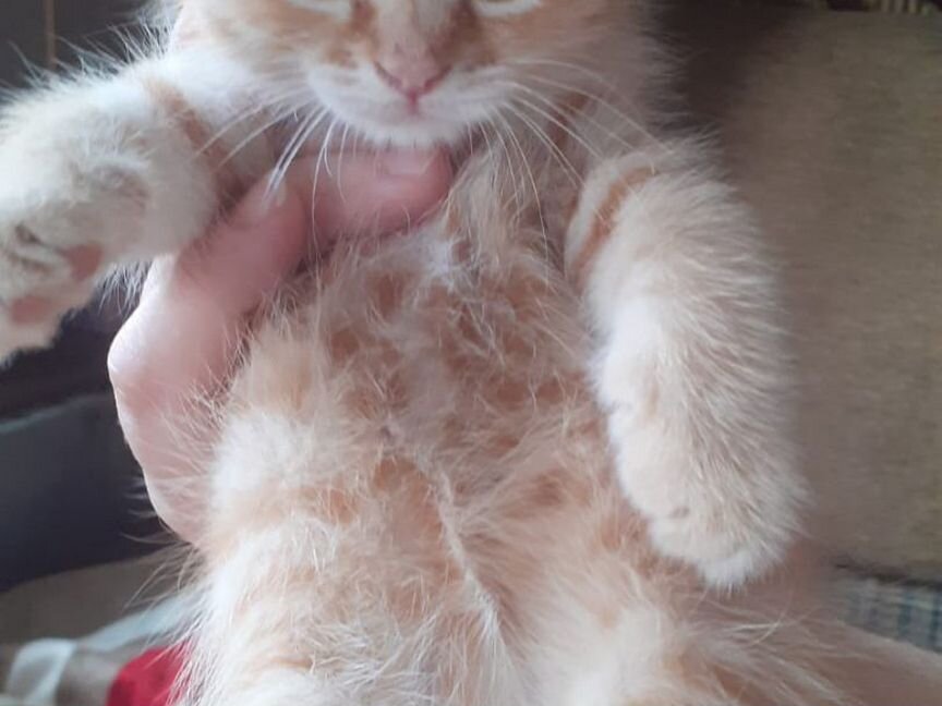 Милые котятки