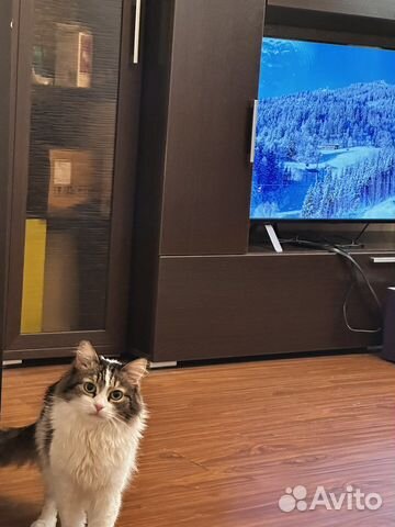 Отдам бесплатно кошку