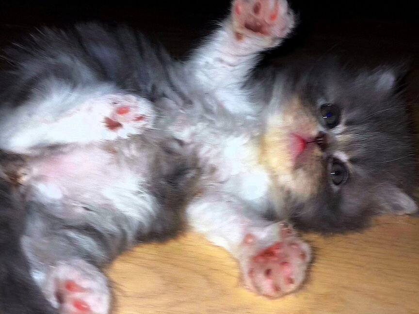 Маленькие шкоды