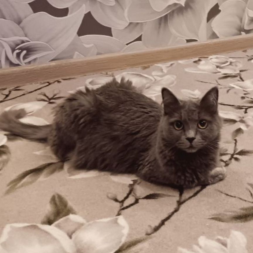 Котята в добрые руки бесплатно девочка