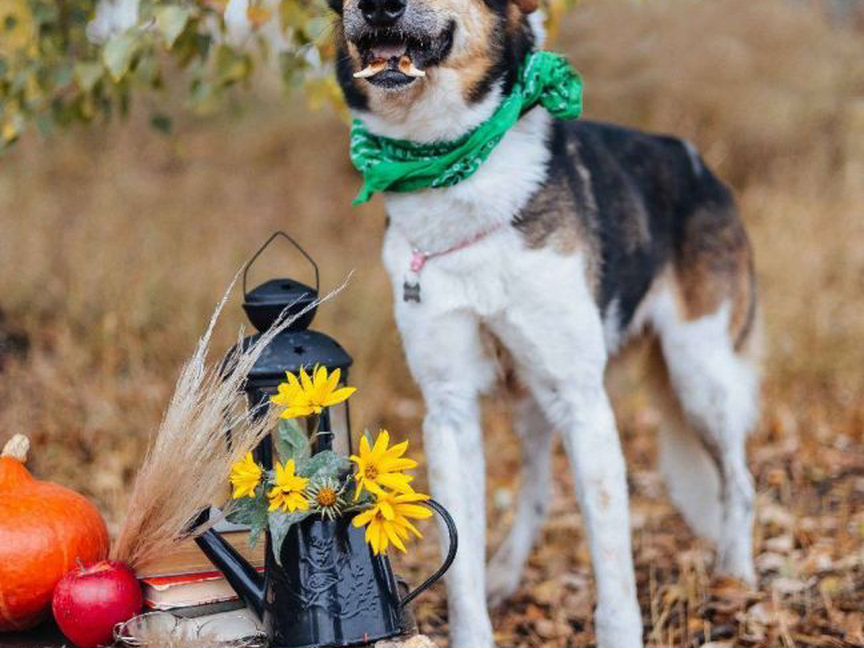 Собака в приюте