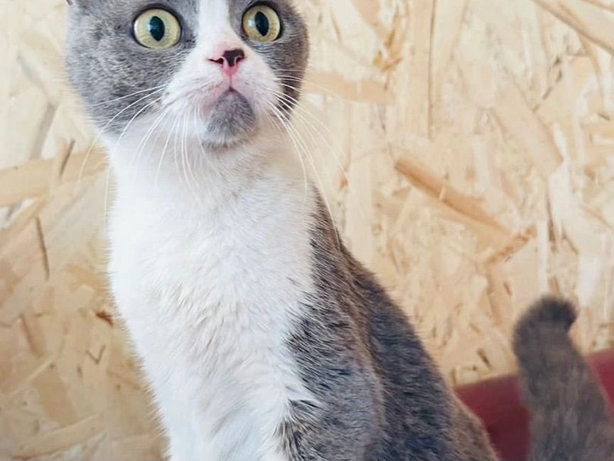 Кошка