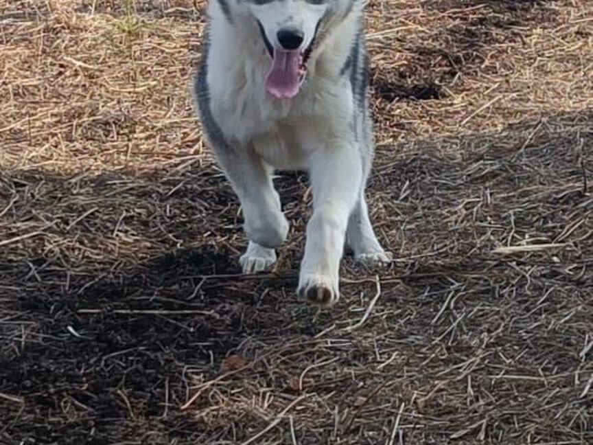 Лайки зсл зверового направления