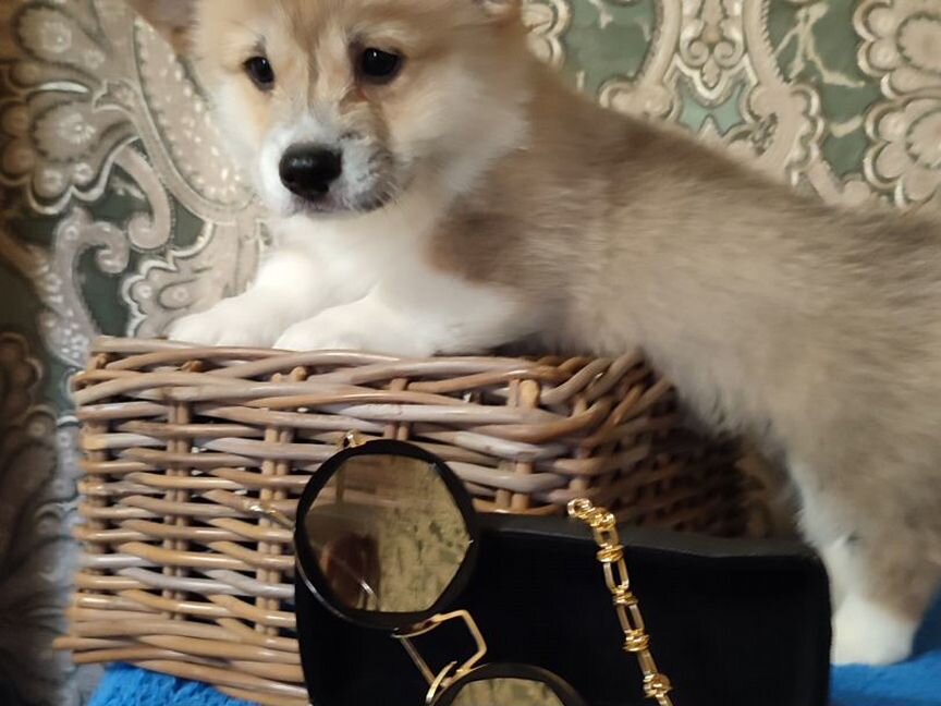 Щенки корги пемброк