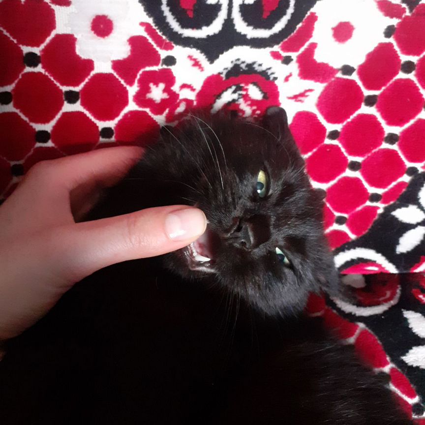 Молодая кошечка