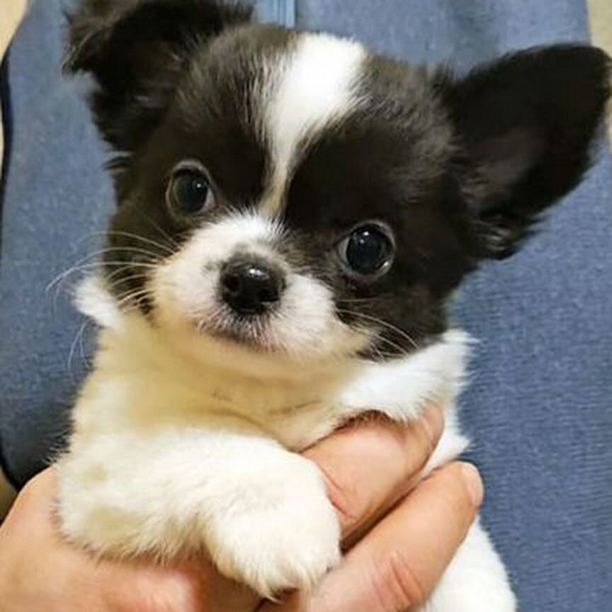 Чихуахуа д/ш мальчик