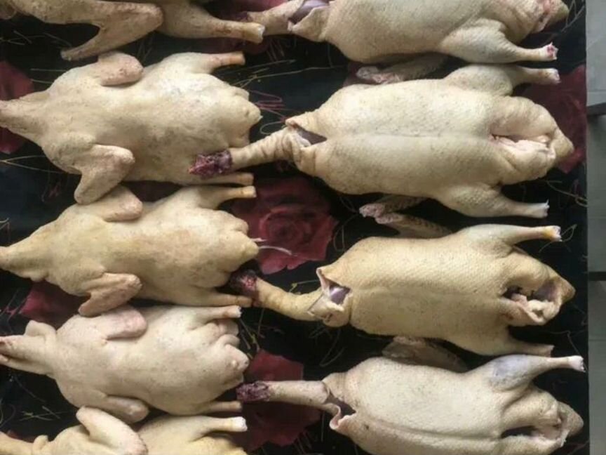 Гусь