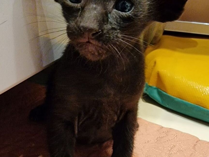 Ориентальные котята
