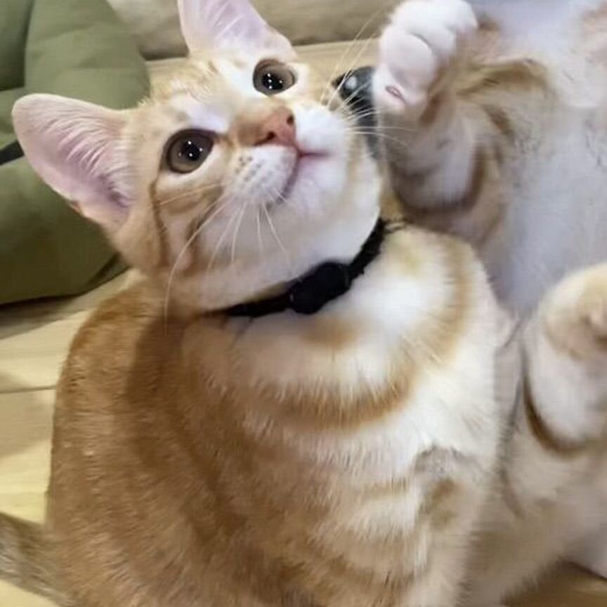Котенок в добрый руки