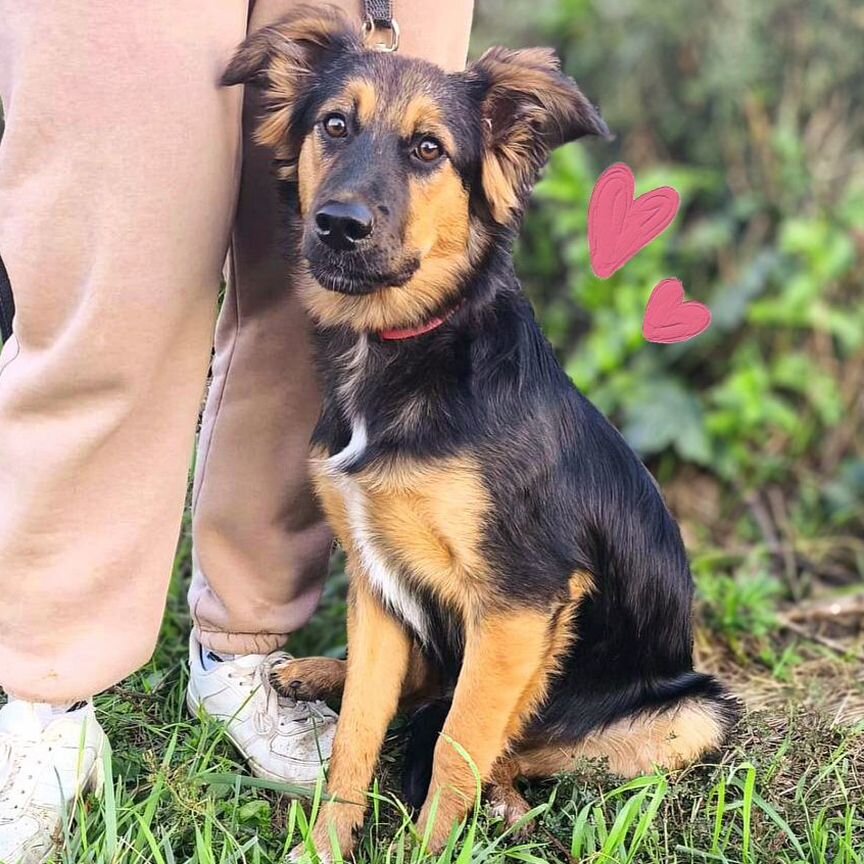 Щенок в добрые руки