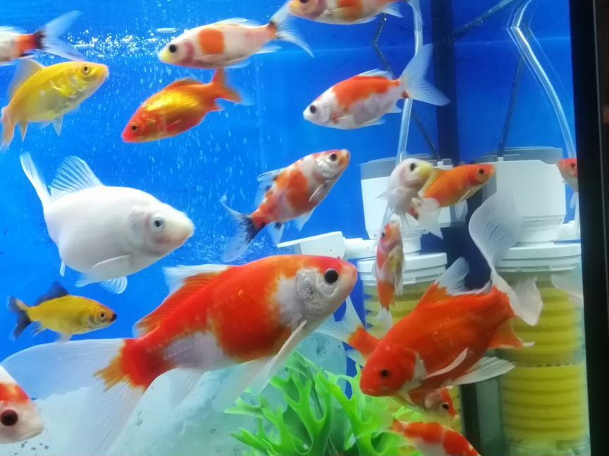 Карась Комета вуалевая для пруда/аквариума