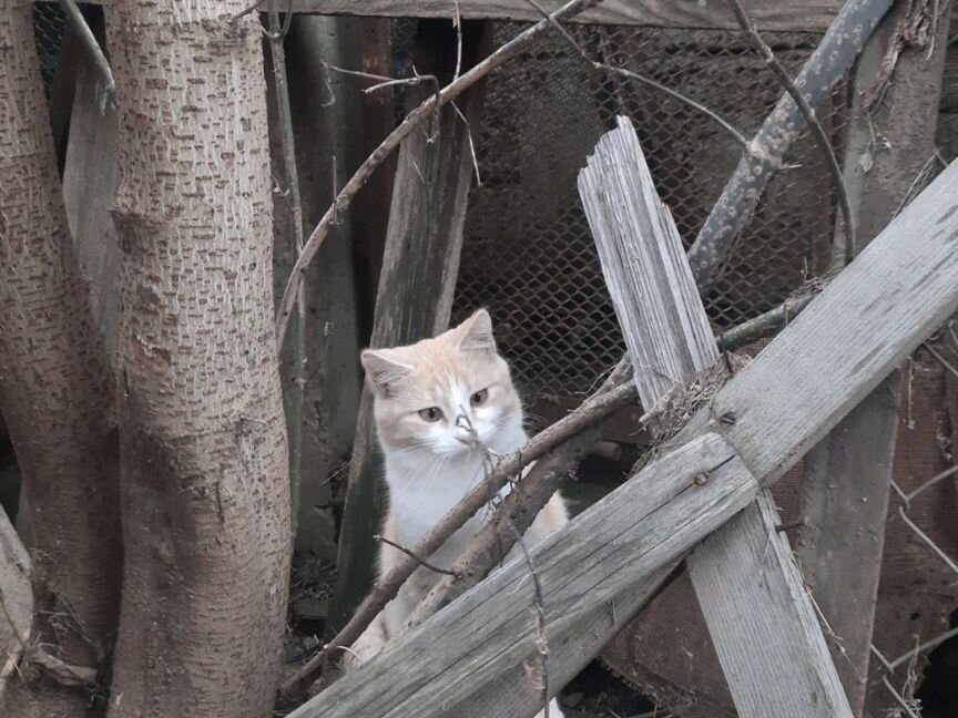 Ищу заботливых владельцев для 2 котиков и кошечки
