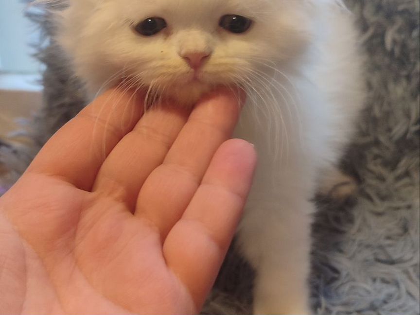 Вислоухий малыш