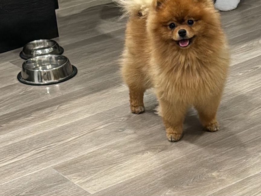 Шпиц на вязку