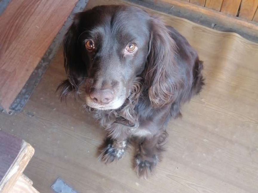 Русский охотничий спаниель вязка