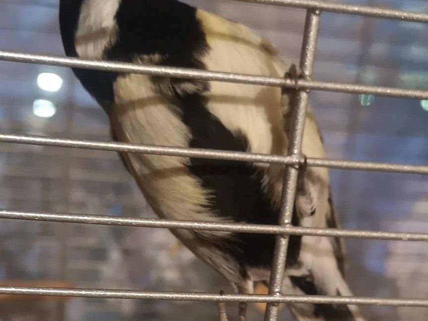 Большая Синица