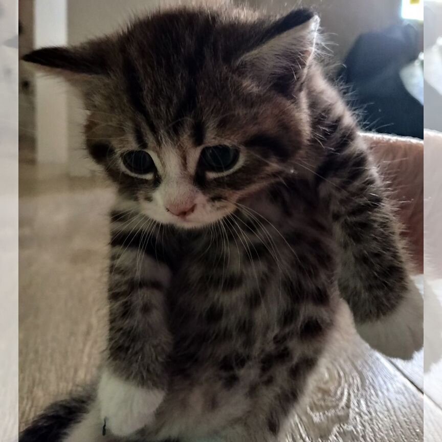 Шотландский вислоухий короткошёрстный котёнок