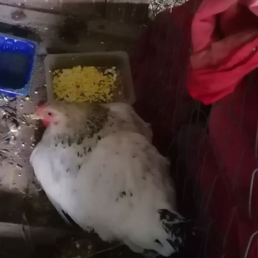 Домашняя птица куры