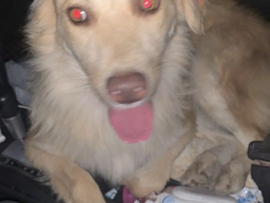 Собака девочка стерильная