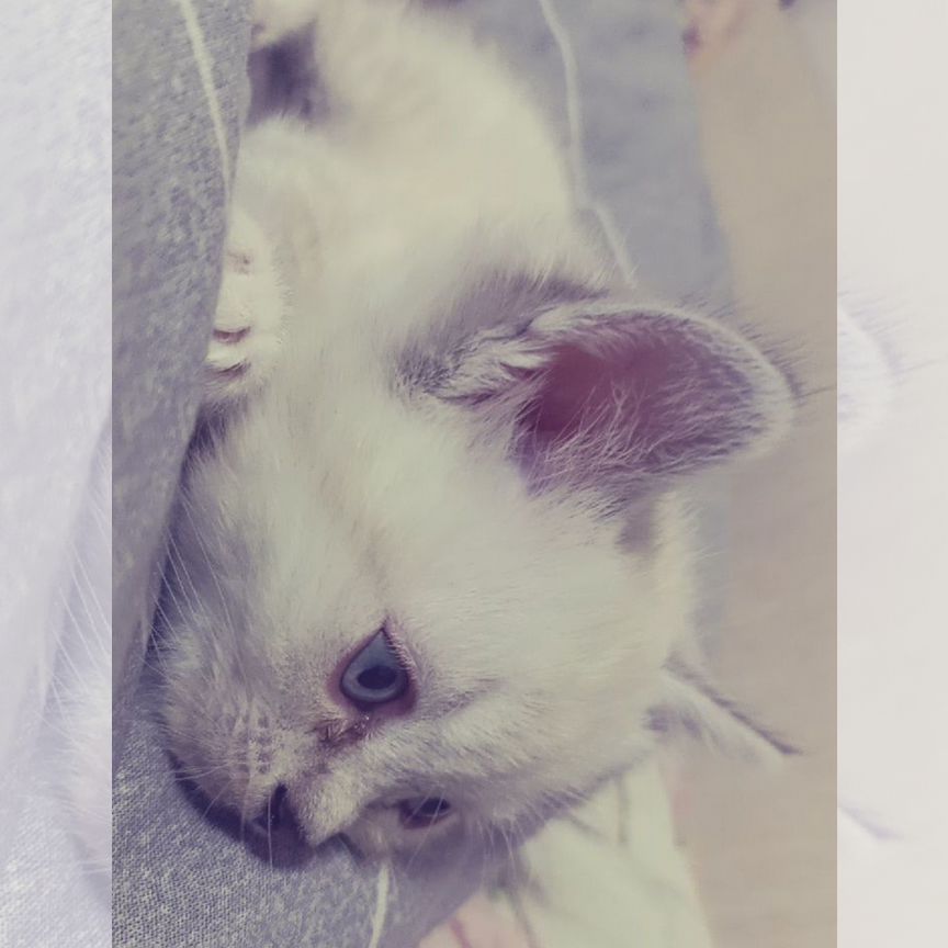 Шотландский прямоухий короткошёрстный котёнок