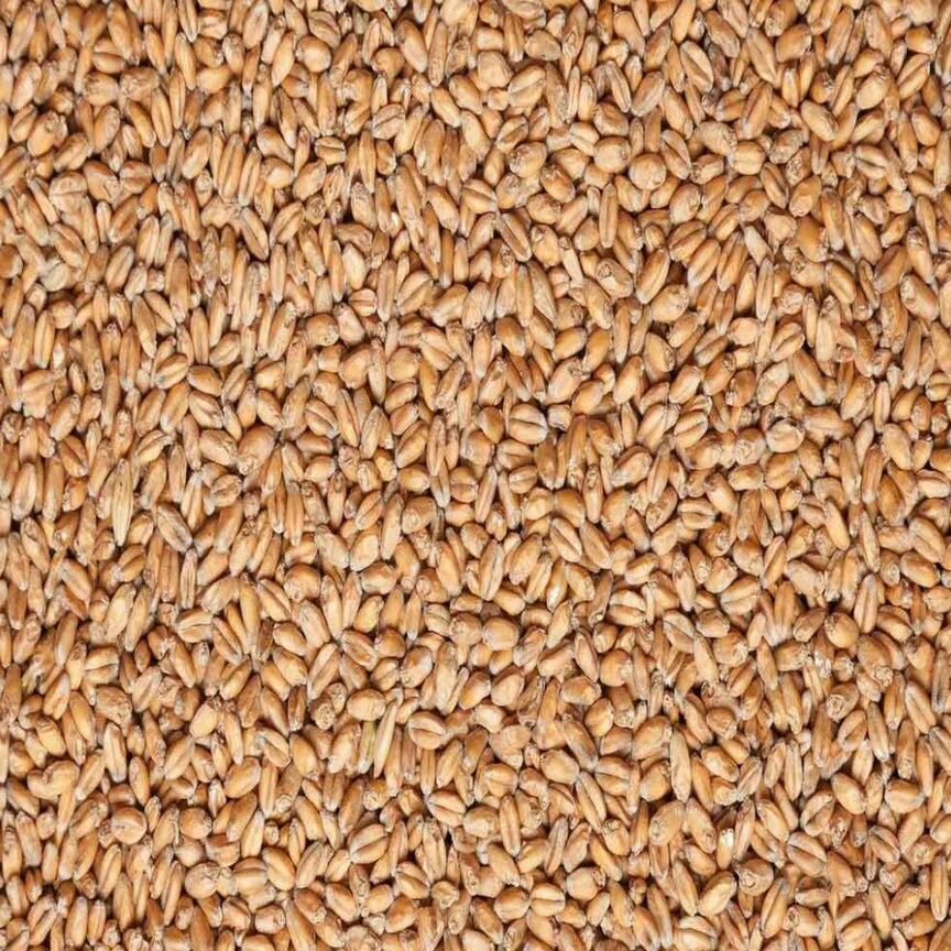 Зерно пшеница ячмень овес