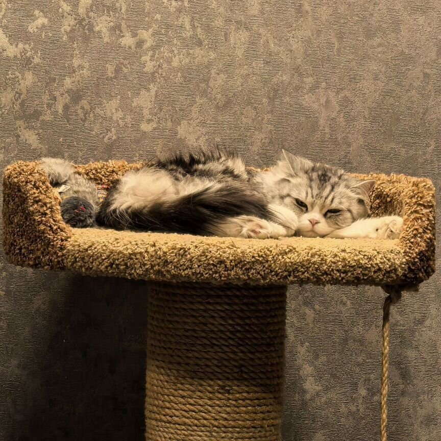 Шотландская прямоухая длинношёрстная кошка, взрослая