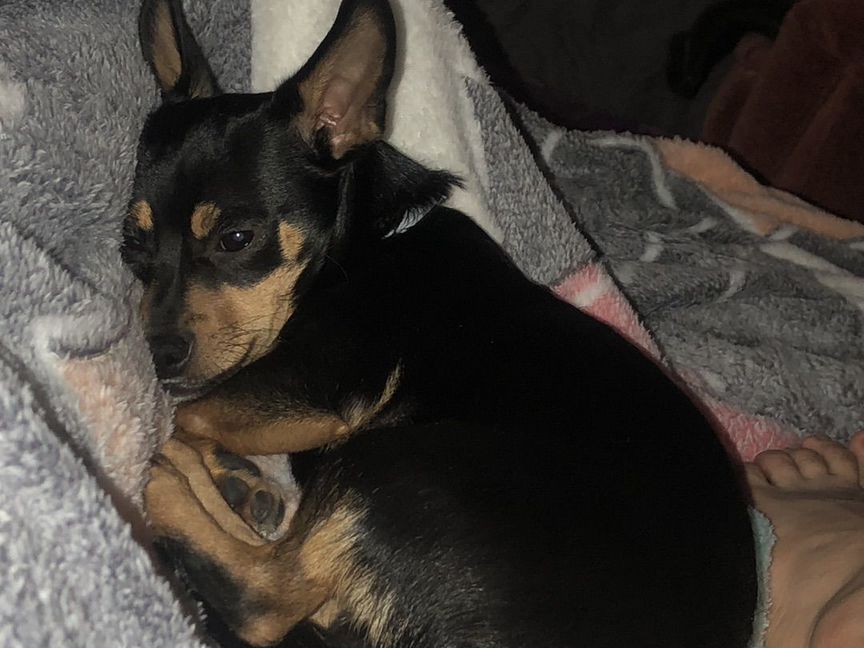 Джек рассел и чихуахуа