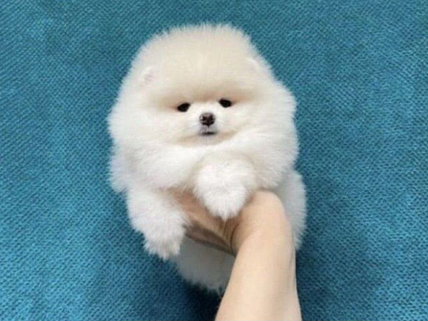 Очаровательные мини шпицы