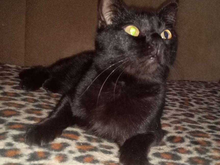 Кошечка