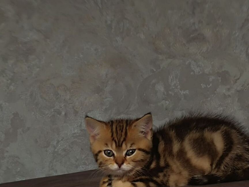 Котята золотая шиншилла и шоколад на мраморе