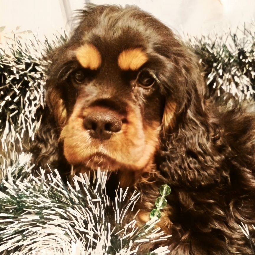 Кавалер кинг-чарльз-спаниель, щенок