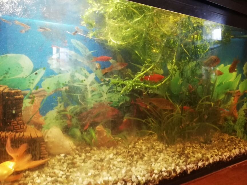 Прополка элодея аквариумная