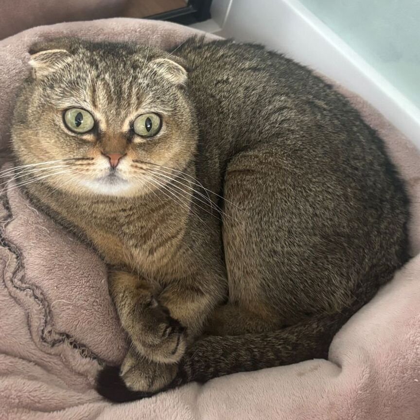 Шотландская вислоухая короткошёрстная, взрослая кошка