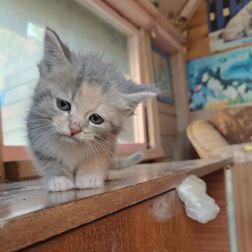 Котята в добрые руки бесплатно