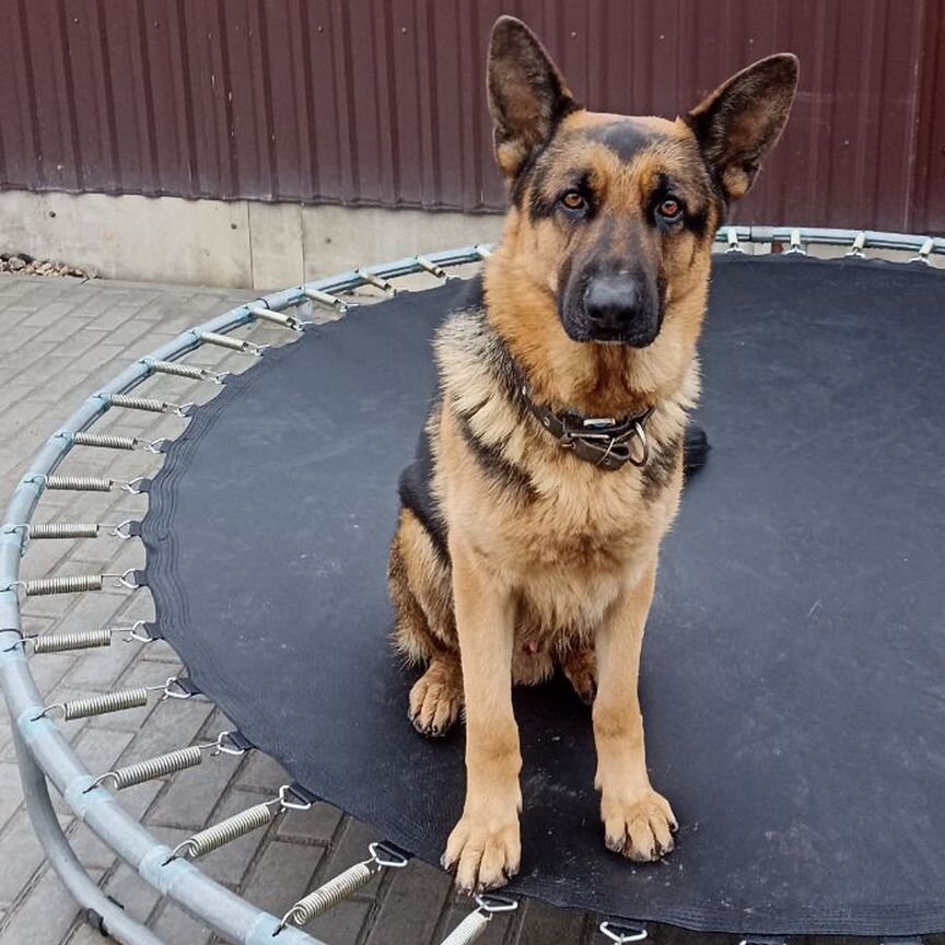 Немецкая овчарка, вязка