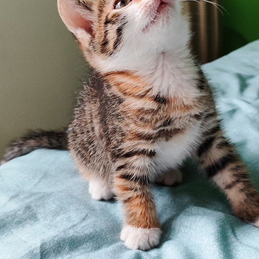 Отдам котёнка в добрые руки