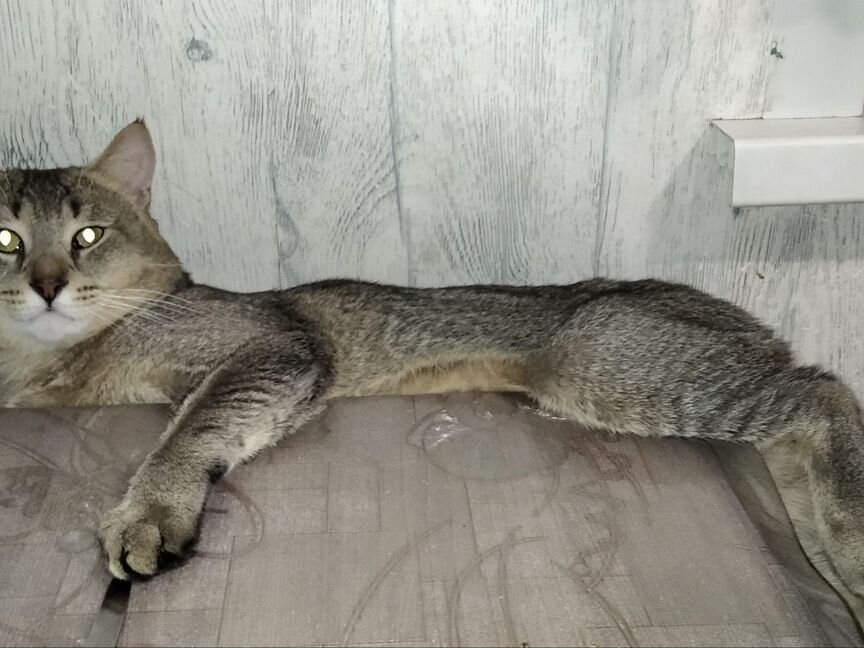 Чаузи Ф5 кот