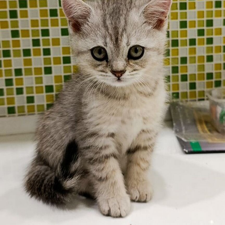 Британский короткошёрстный котёнок